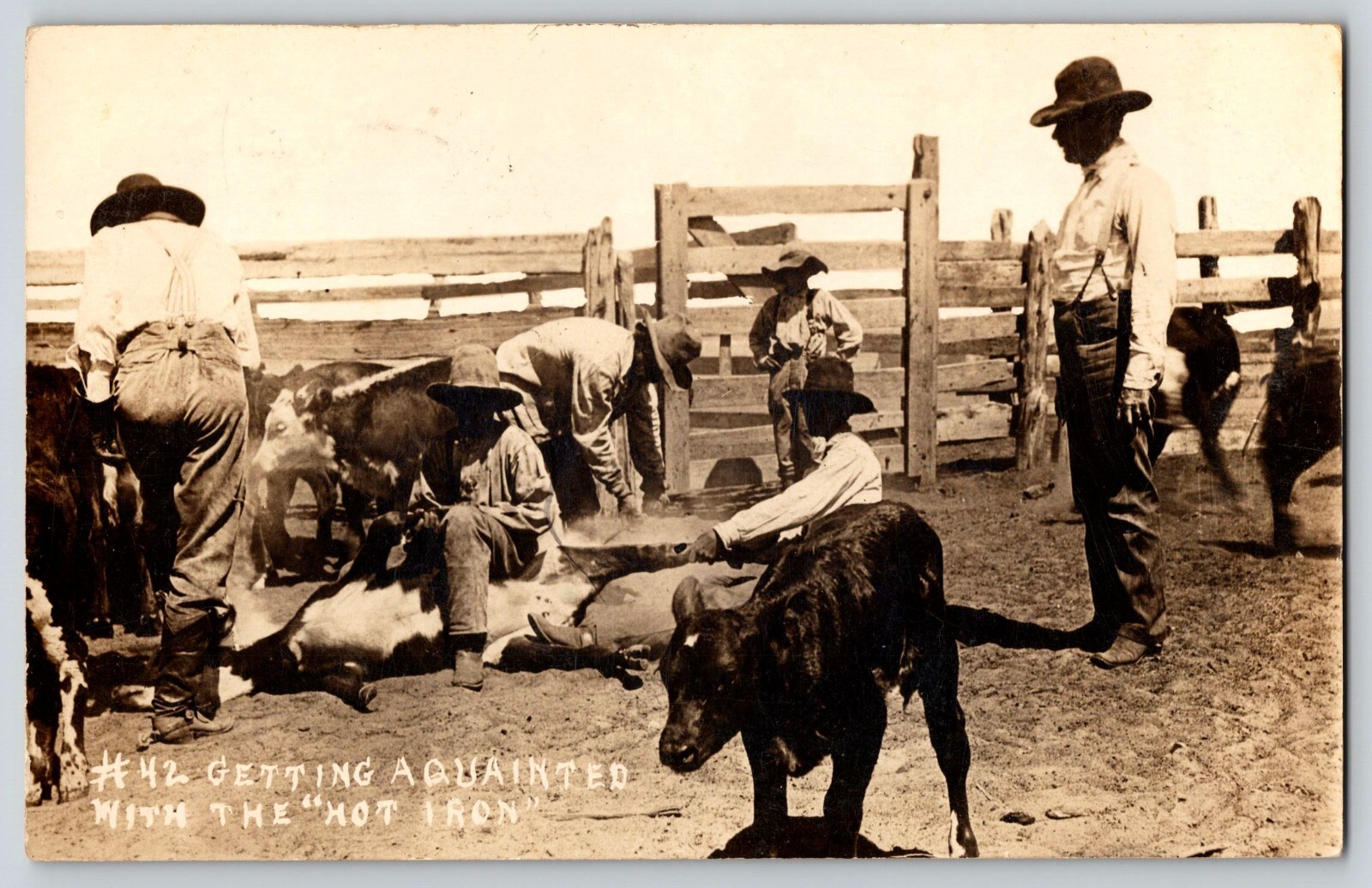 Postcard RPPC Cowboys Branding Cattle Cows - Midland Texas Cancel | eBay
