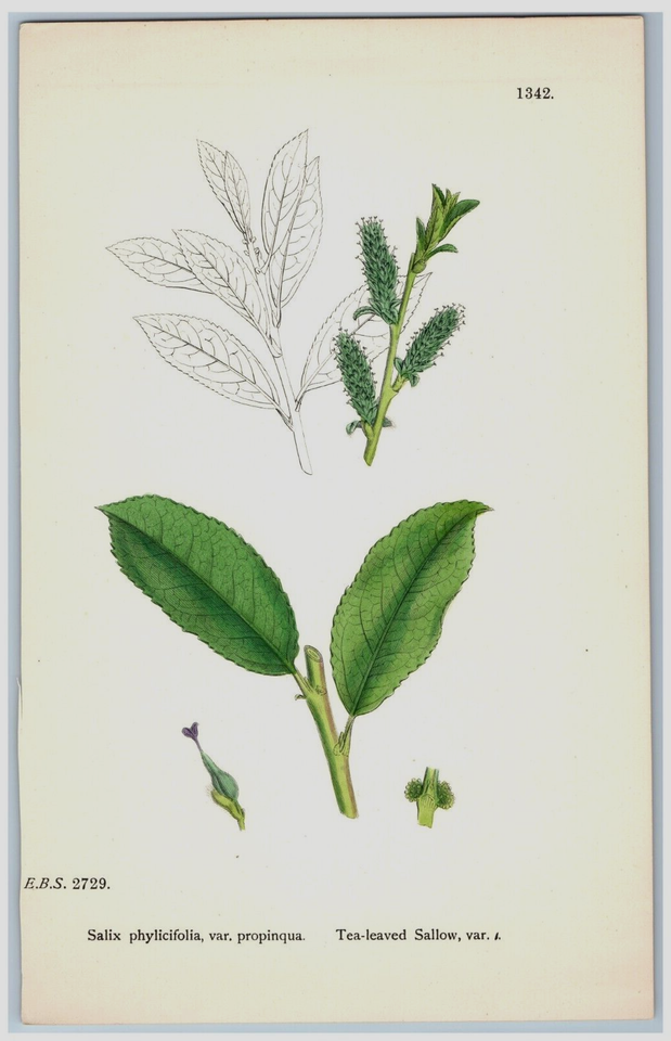 1860's John Sowerby Hand Colored Botanical Print Tea-Leaved Sallow K2B ...
