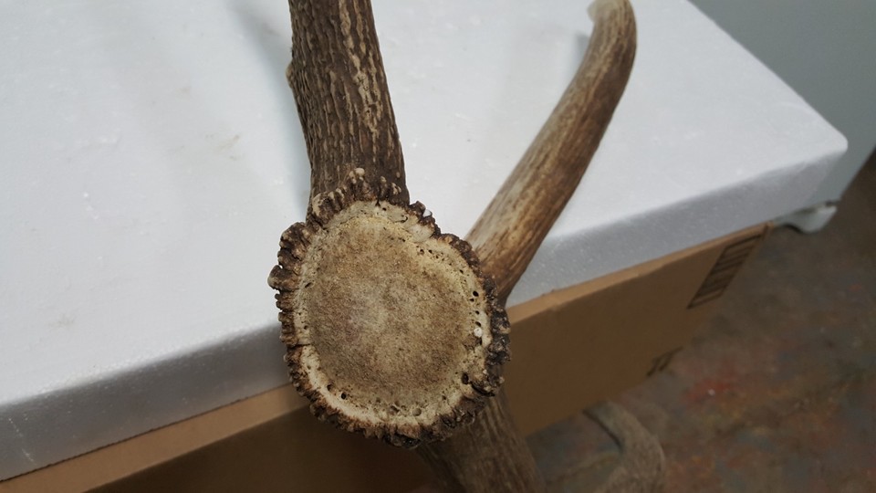 BIG tall HEAVY 6pt COLORADO ELK ANTLER SHEDS whitetail rack mule deer ...