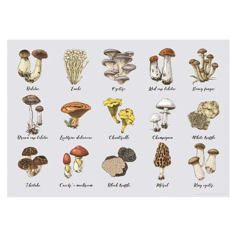 Types Of Fungi Species