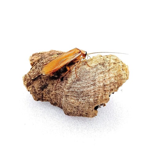 Red Runner Roach (Blatta Lateralis) | Live Feeder Insect Turkestan ...
