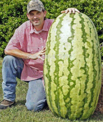 GIANT WATERMELON RUSSIAN XXXL WORLD RECORD 132kg WATER MELON 10 ORGANIC ...