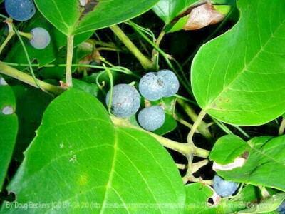 5 X NATIVE GRAPE SEEDS-KANGAROO VINE-BUSH TUCKER-GARDEN VINE CLIMBER ...