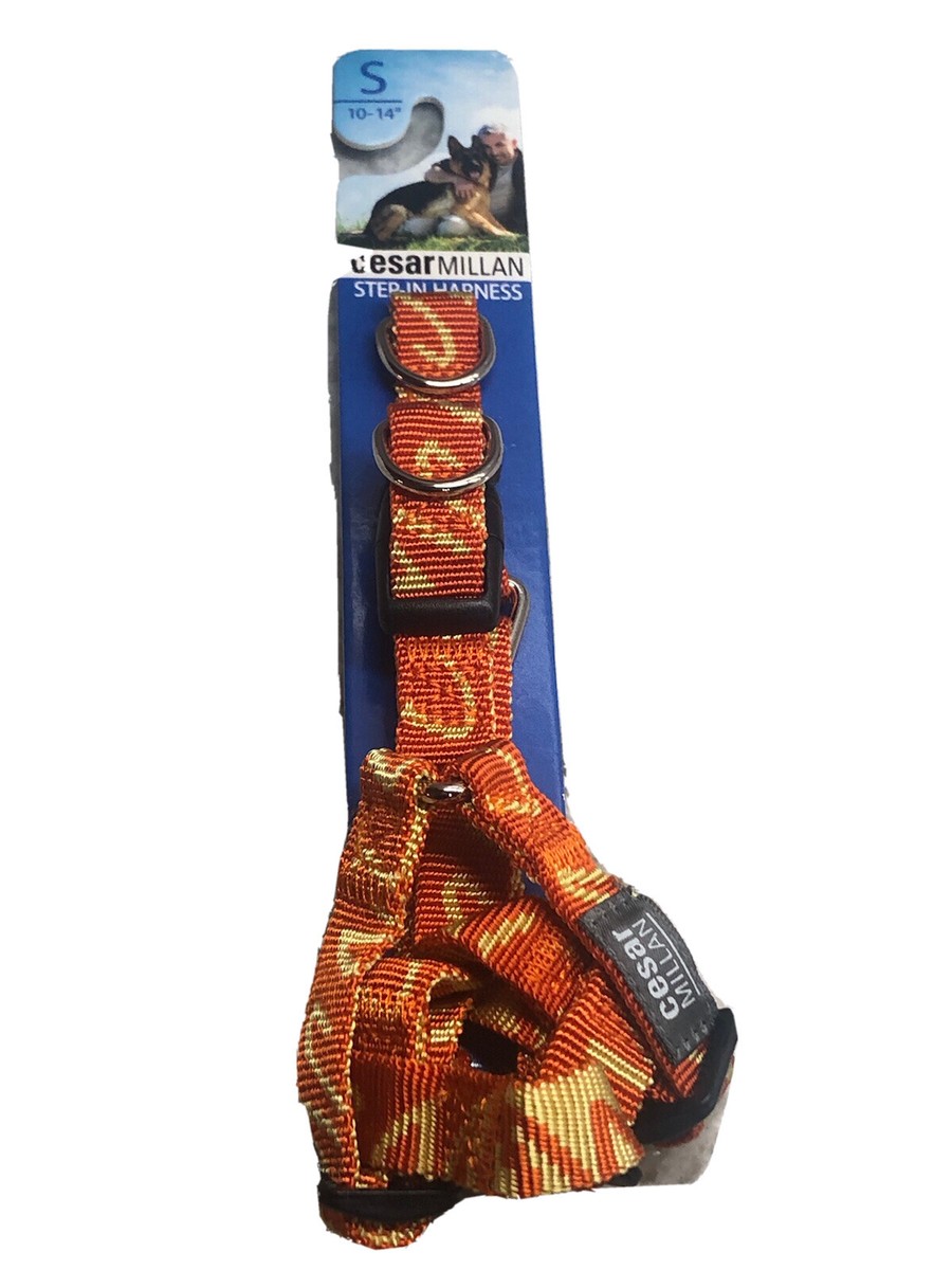 Cesar Milan On South