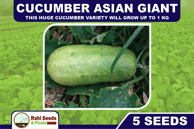 Cucumber Asian Giant - This Huge Cucumber Variety will Grow up to 1 KG ...
