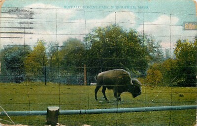 Postcard Bison Buffalo Forest Park Springfield 1908 Germany Made | eBay