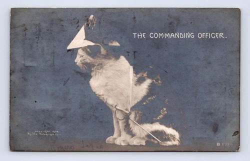 Cat in Triangle Hat "Commanding Officer" RPPC Antique Photo Port Arthur ...