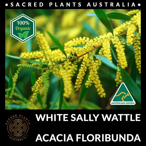 WHITE SALLY WATTLE 10 Seeds Acacia Floribunda Sacred Shaman Medicinal ...
