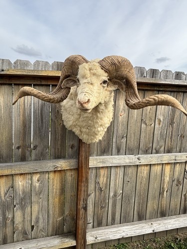 Decent Vintage Curly Exotic Ram Sheep Wool Cabin Decor Shoulder Mount ...