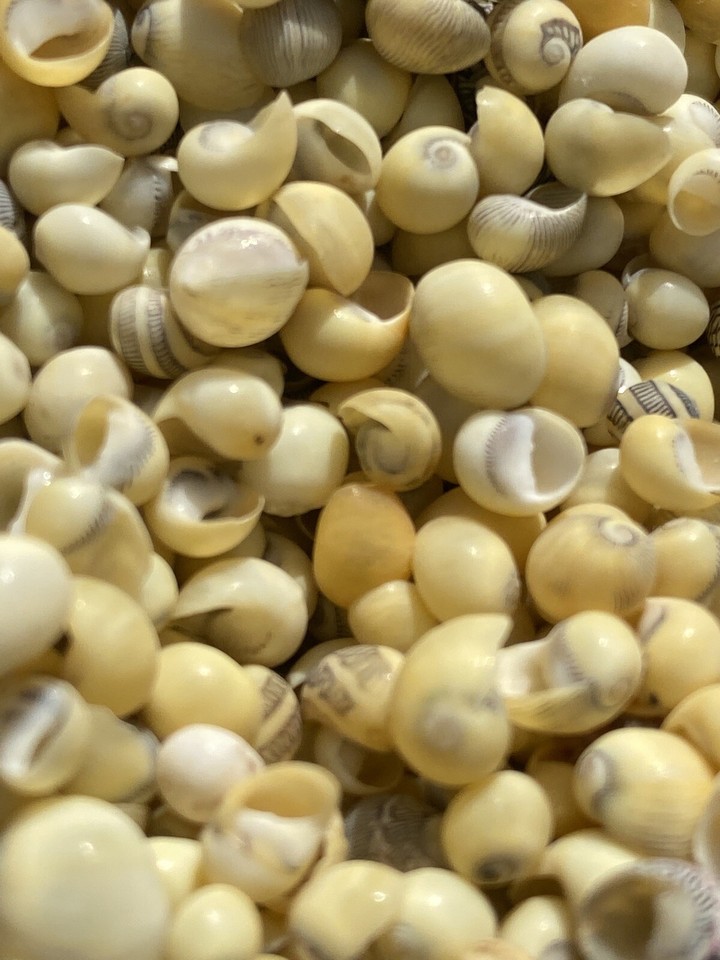 8 Ounce Micro Mini Sea shells natural Littorina shells yellow tiny sea ...