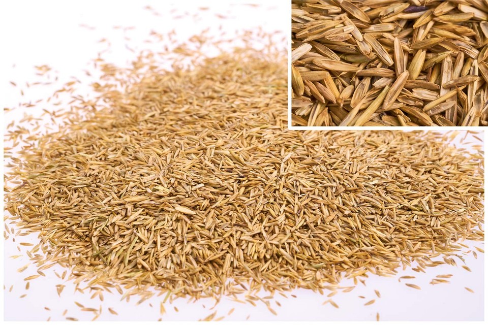 Wolf Garten LR 25" Reseeding Grass Seed, Multi-Colour, 29.5x20.5x26.5 ...