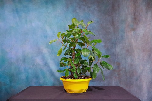 'STRANGLER FIG' Ficus Thonningii Pre-Bonsai Tree! Hardy Material! Large ...