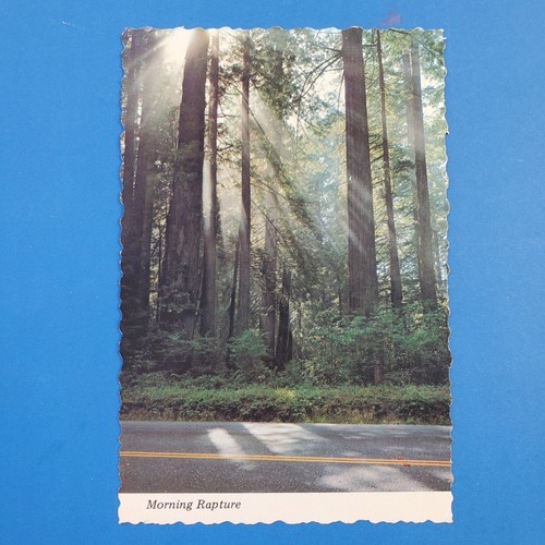 Morning Rapture Redwood Highway Postcard Chrome Divided | eBay