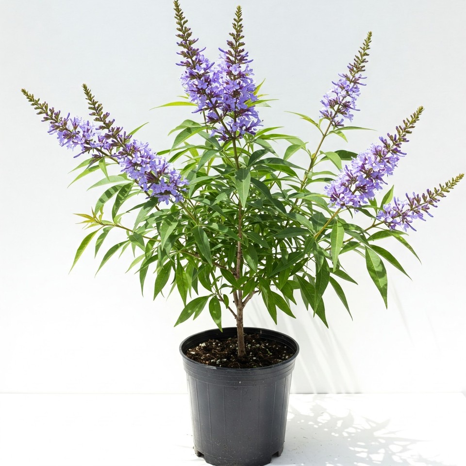 Chaste Tree Plant Live Vitex Agnus Castus Potted in 2.5Q Container ...