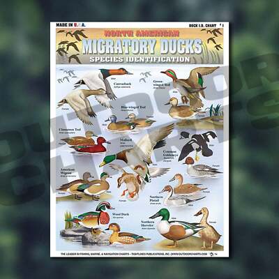 Duck Identification #1 (North American Migratory Ducks) - Waterproof ...