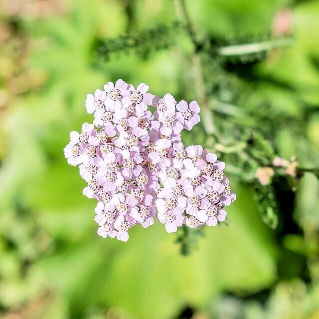 COLORADO YARROW Seeds *FREE Shipping!* Achillea Millefolium Pink Yarrow ...