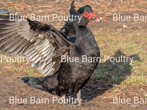 6 Muscovy Duck Blue Black Silver Chocolate White Hatching Eggs Show ...
