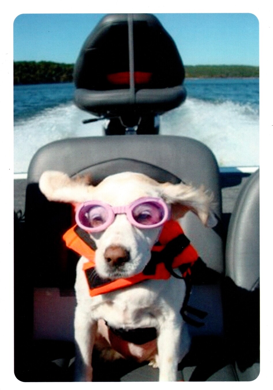 Funny Happy Birthday Speed Boat Race Speeding Your Way Dog Wind ...