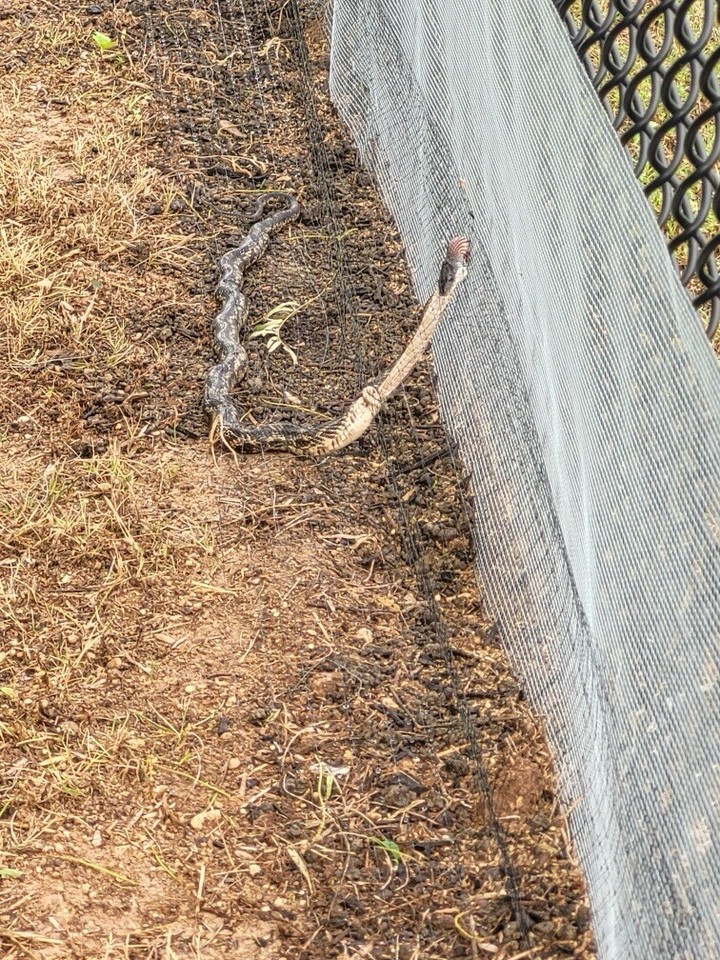 Eve'S Revenge Snake Snares Animal Barriers 100' Snake Trap + Fence ...