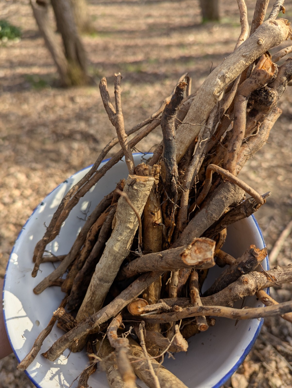 Fresh Sassafras Root for Tea Tonic Root Beer Soda Syrup | eBay