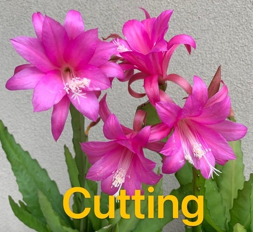 Epiphyllum CUTTING - Disocactus Nelsonii | eBay