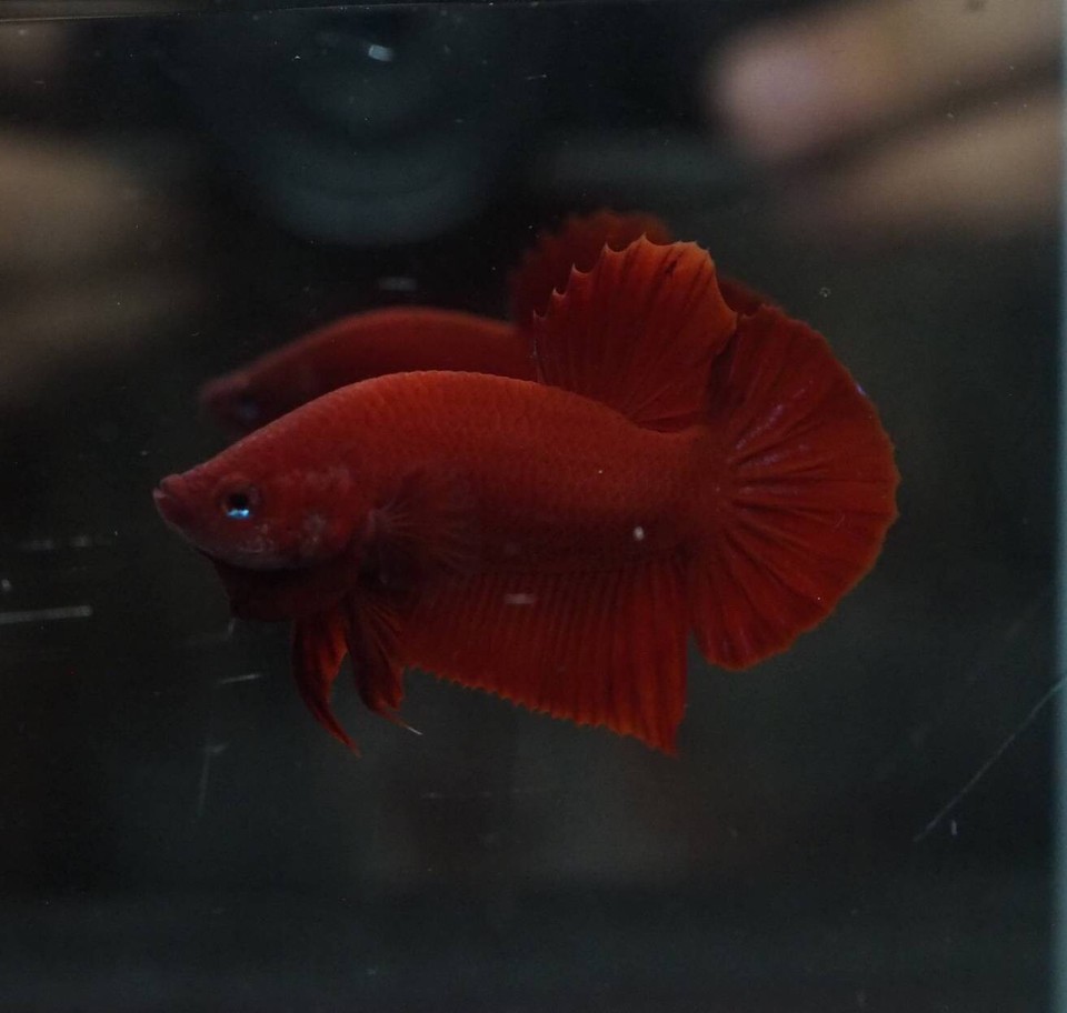 Live Betta Fish Pet Super Red Male HMPK Plakat Quality Grade from ...