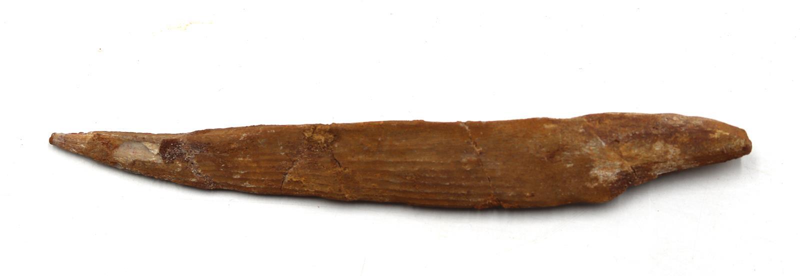 HYBODUS Shark Dorsal Fin Spine Real Fossil 5 1/2 inch 18092 | eBay
