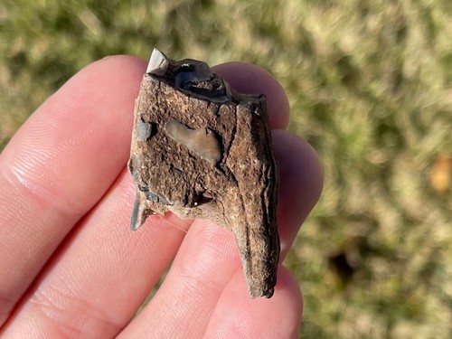 Florida Fossil Bison Tooth Pleistocene Age Mammal | eBay