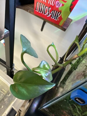 Golden Pothos Cuttings (3 pack) For Propagation 2 Nodes Each Epipremmum ...