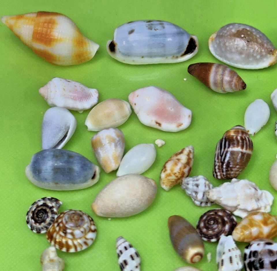 rare shell from japan Art Craft Shells of Okinawa small 3730123 | eBay