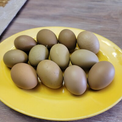 10+ F2 - F4 Olive Egger Hatching Eggs | Fast Free Shipping | TN NPIP CERTIFIED | eBay