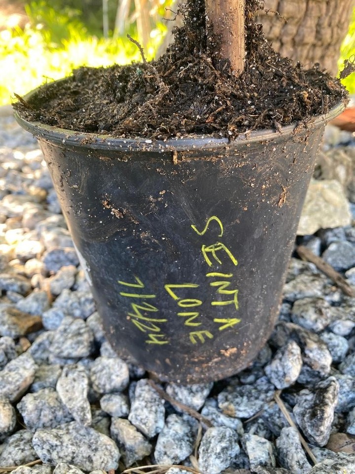 SEIN TA LONE/GUAVA MANGO GRAFTED TREE RARE VARIETY 15 MO'S OLD MANGIFERA INDICA | eBay