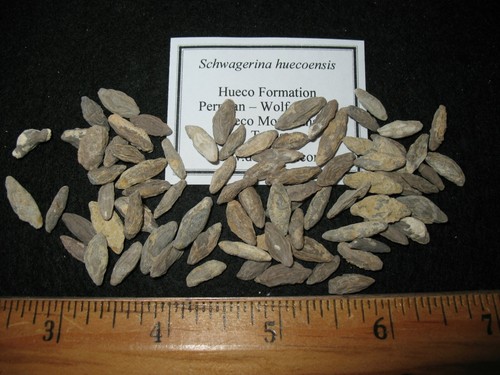 Permian fusulinid microfossils Large foram Index fossil Schwagerina ...