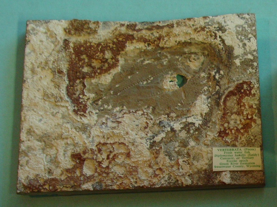 Fish Fossil Fresh Water Green River WY VERTEBRATA Original Tag Cenozoic ...