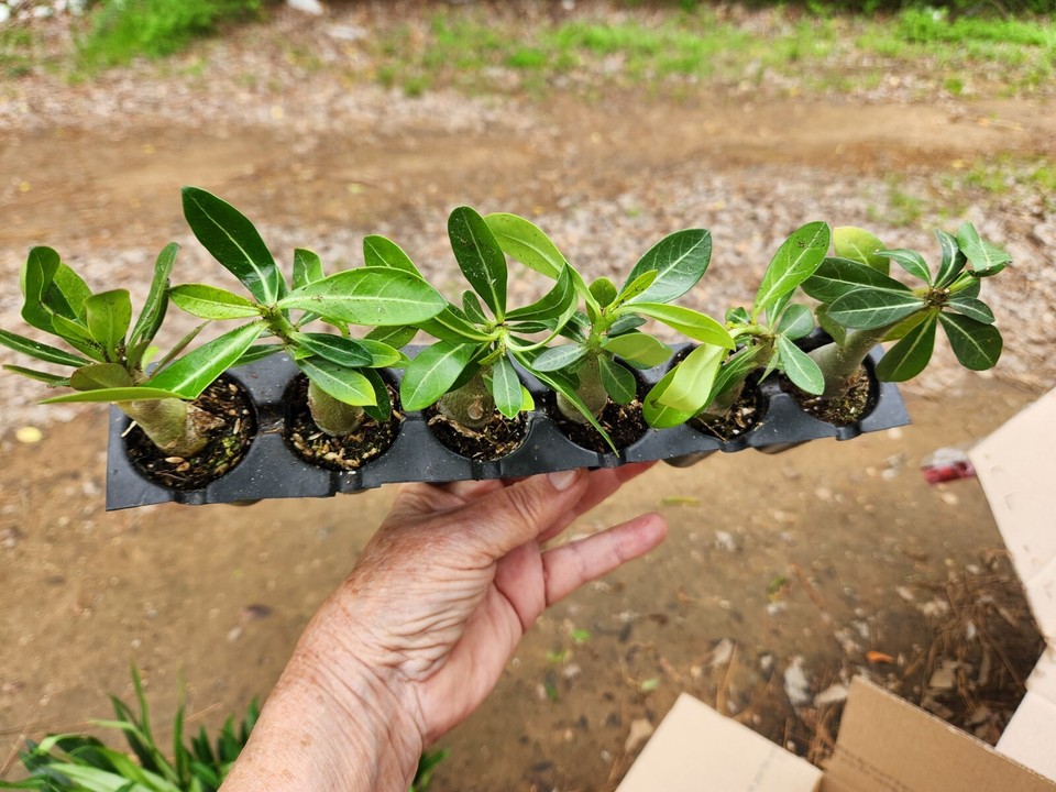 25 Desert Rose Plants, Adenium Obesum Mixed colors 3-5" tall Seedling ...