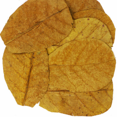 Ceylon Naturally Dried Terminalia catappa Kottamba/Indian almond Leaves ...