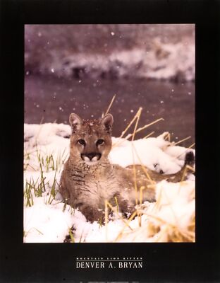 (22 x 28) Art Print PH224 Denver A. Bryan Mountain Lion Kitten | eBay