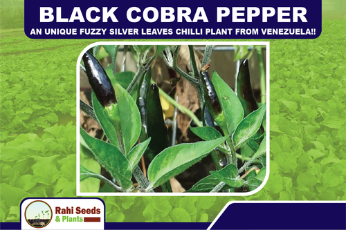 Black Cobra Pepper - An Unique Fuzzy Silver Leaves Chilli Plant from ...