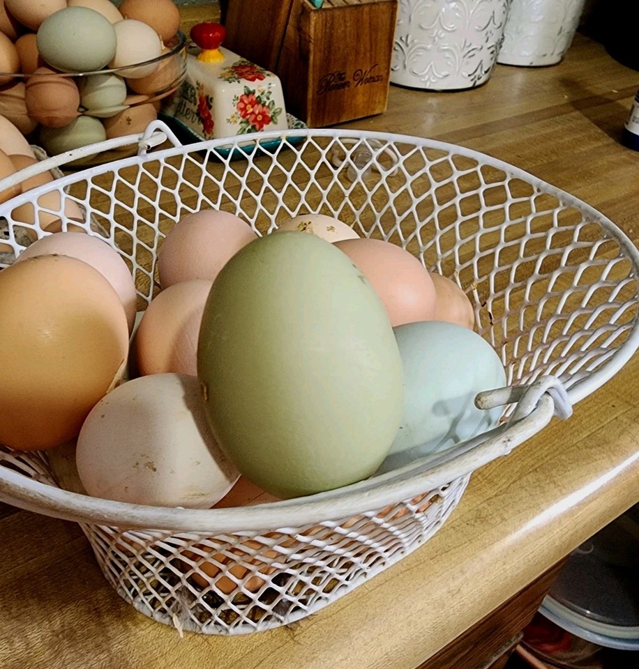 Barnyard Mix Chicken Hatching Eggs 12+ Various Breeds | eBay