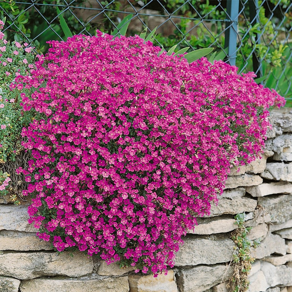 Red Aubrieta Audrey perennial rockery alpine plants 3 x 9cm pots | eBay UK