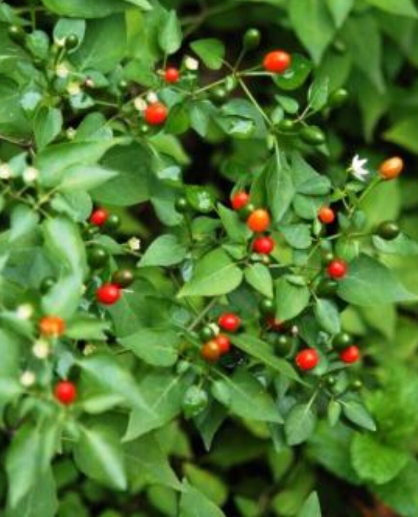 30++ Tepin Pepper Seeds (Capsicum annuum var. glabriusculum) Pequin ...