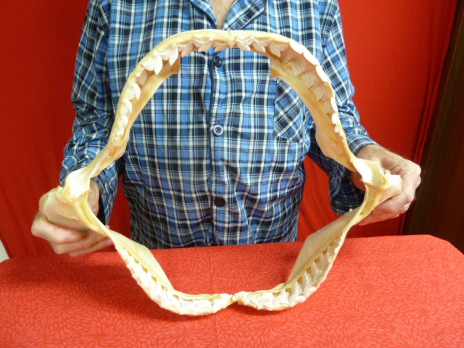 (sj470-84) 18" Tiger SHARK jaw sharks jaws t**th Galeocerdo taxidermy ...
