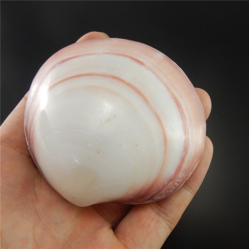 1 Natural Cherry Clam Shell Ornament Seashell Scallop Nautical Decor ...