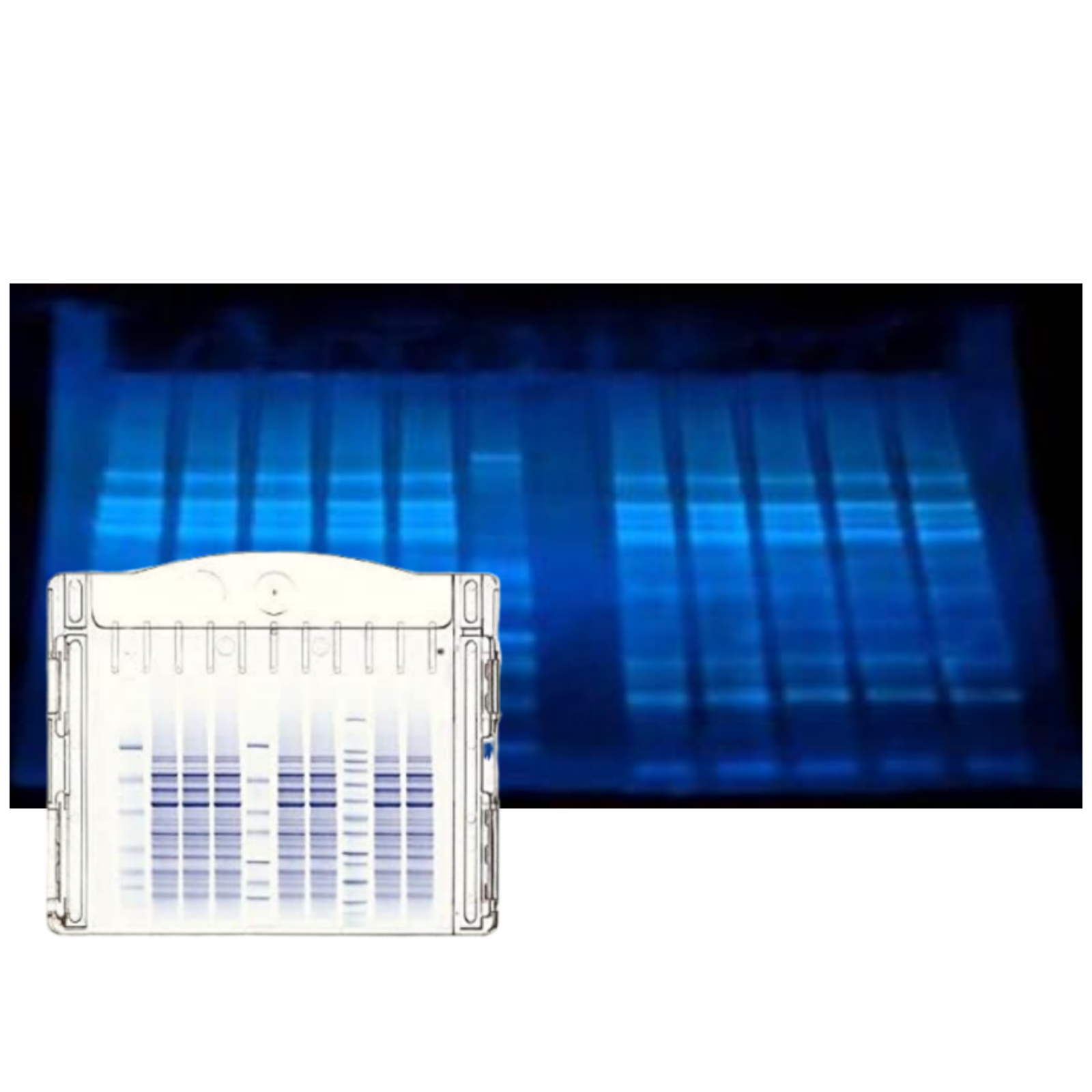 Tris-Glycine UV reactive Precast Gel - Invitrogen Mini Cell™ 10 well, 4 ...