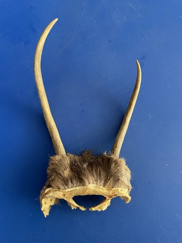 Set Of Spike Whitetail Deer Antlers, Horns, Rack, Mount, Decor, Craft ...