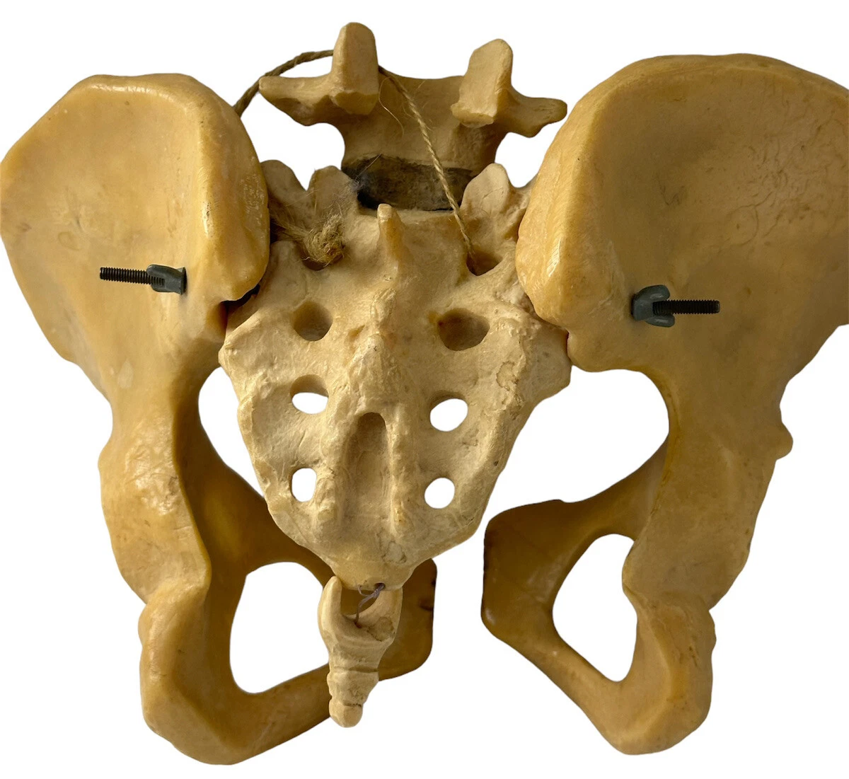 Real Skeleton Pelvis