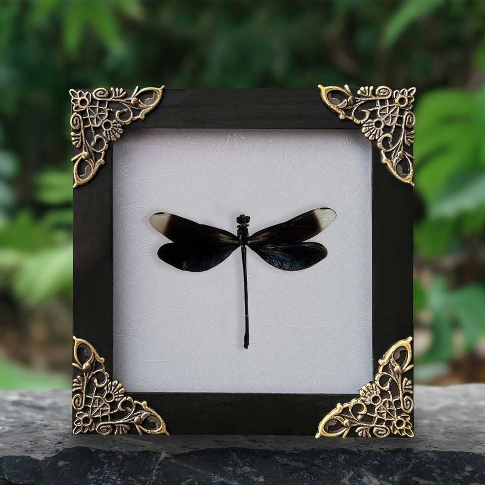 Gift for Dad Real Framed Dragonfly Insect Pinned Wall Hanging Art Decor ...