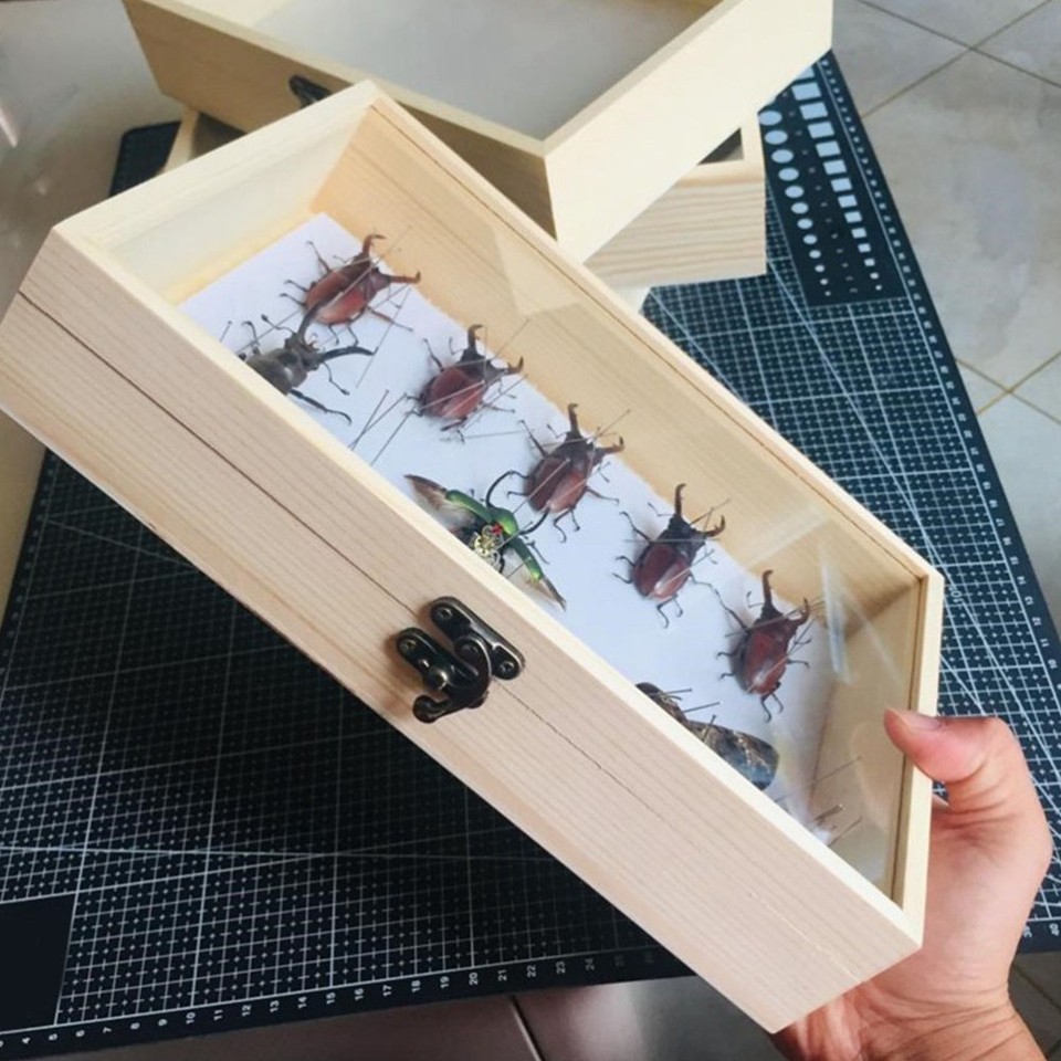 Dustproof Storage Box Display Case for Butterfly Insect Leaf Specimen ...