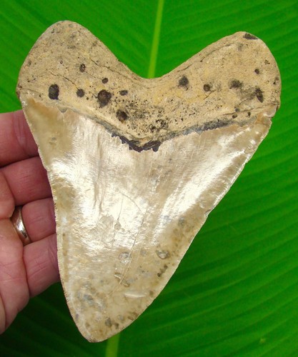 5.41 “ MEGALODON SHARK TOOTH Real Fossilw/ DISPLAY STAND - NO ...