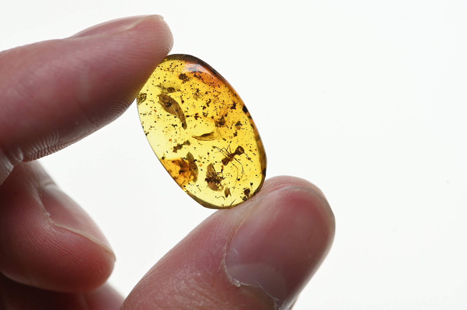 Extinct Sphecomyrma Ant, Fossil inclusion in Burmese Amber | eBay